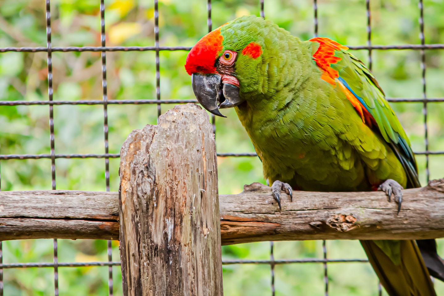 Arara Rubrogenys - Tribo das Aves