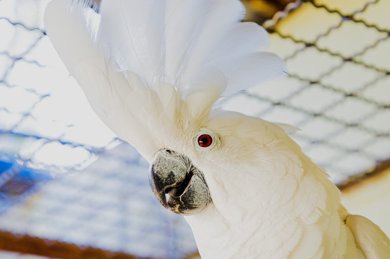 Cacatua Alba - Tribo das Aves