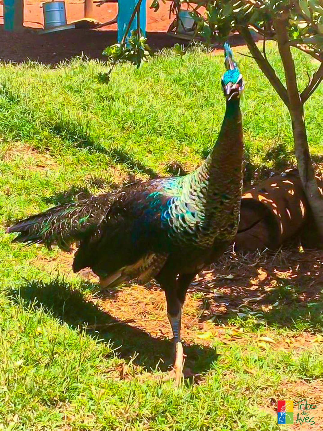 Pavão - Tribo das Aves