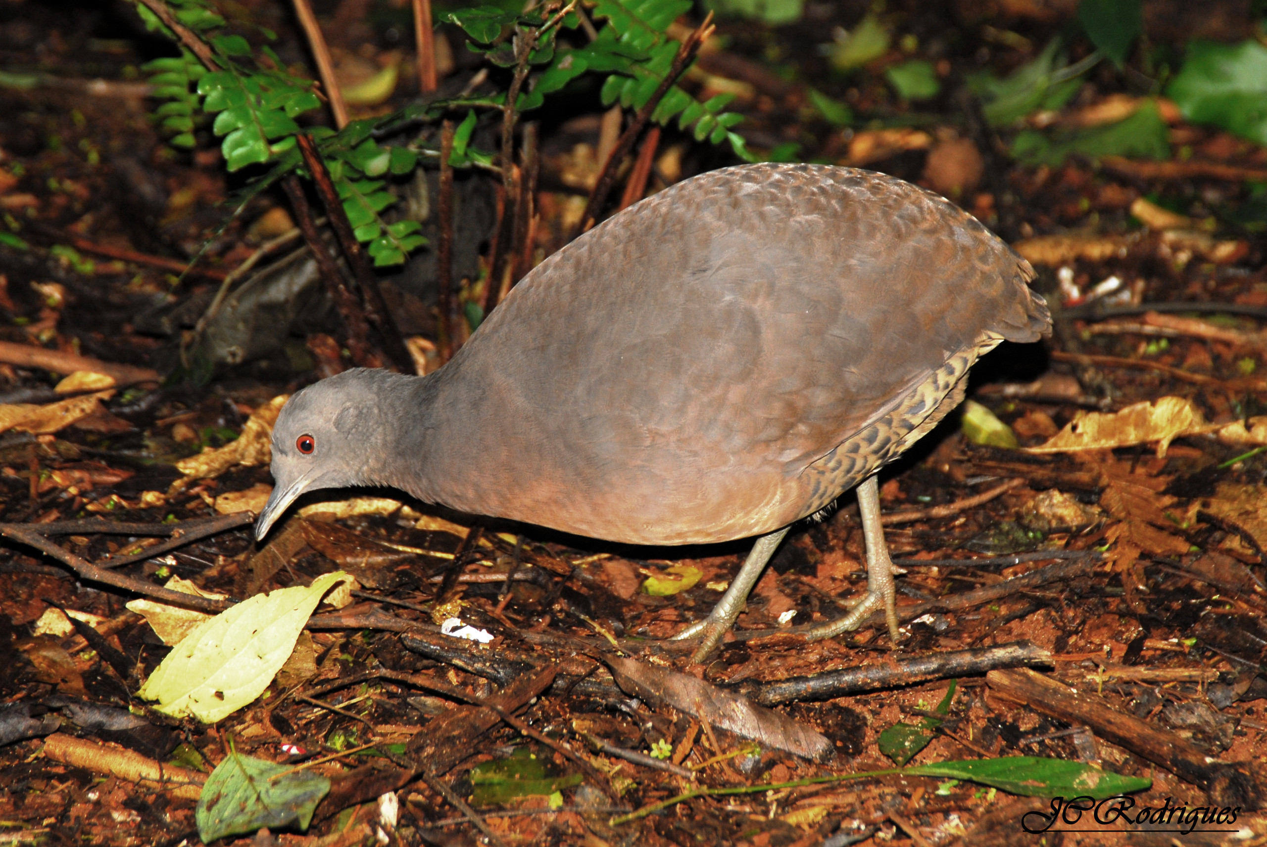 Inhambu - Tribo das Aves