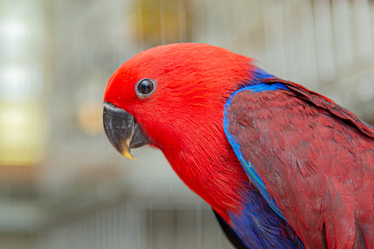 Papagaio Ecletus - Tribo das Aves