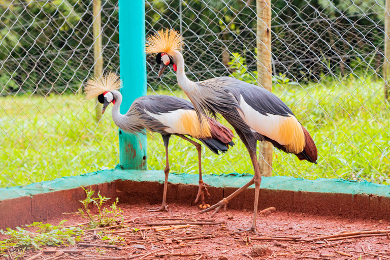 Grou - Tribo das Aves