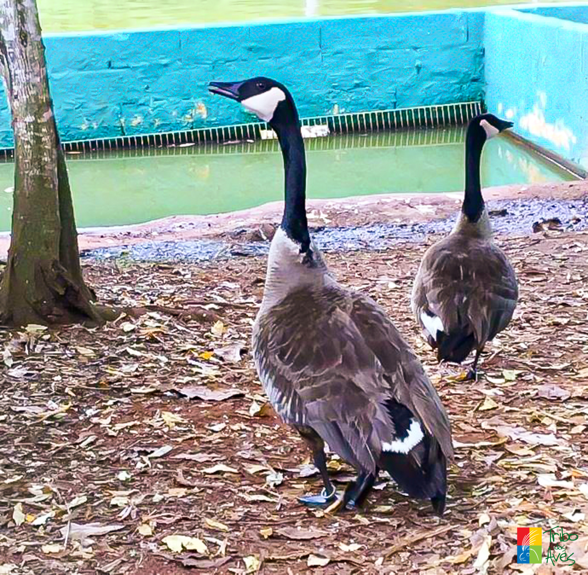 Ganso - Tribo das Aves