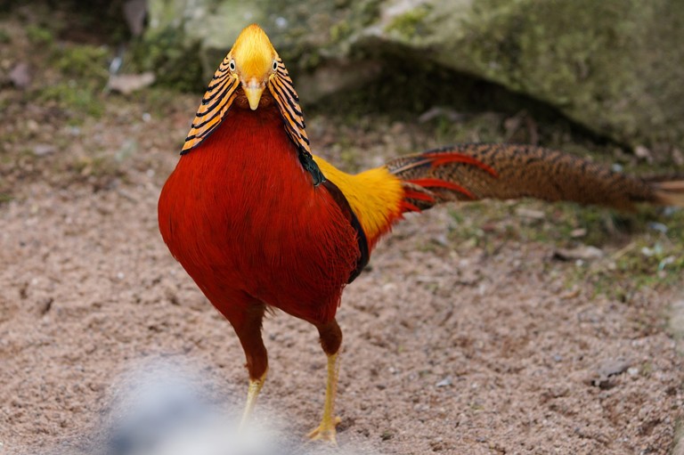 Aves Terrestres - Tribo das Aves