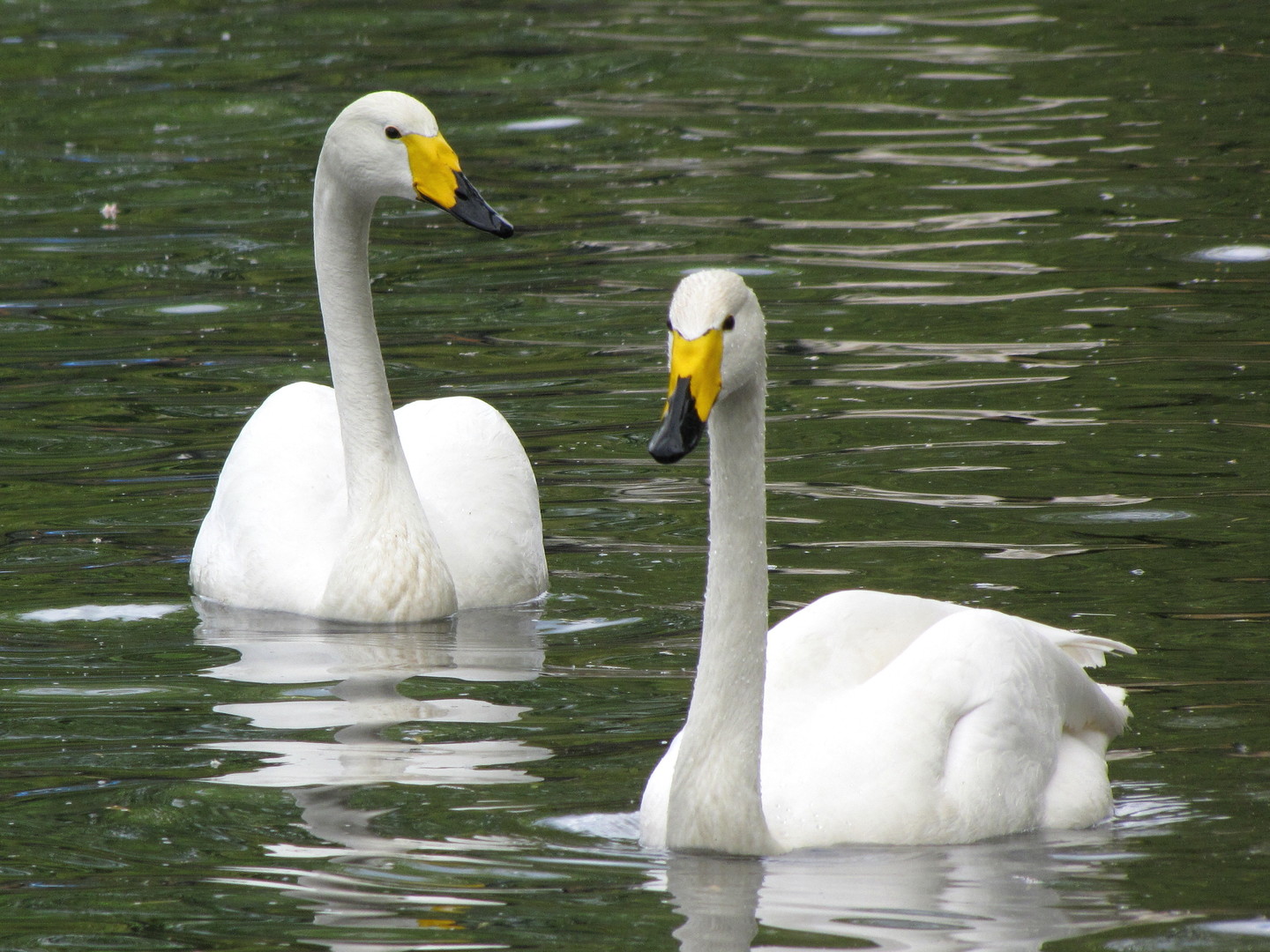 Cisne - Tribo das Aves