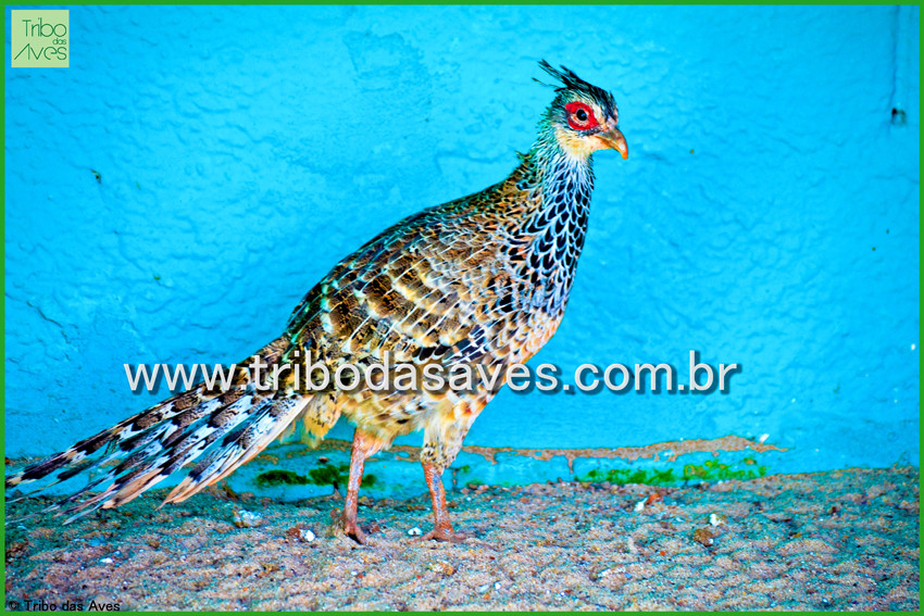 Faisao Elliots Faisao Nepal Kalij Lophura Leucomelanos Lineata