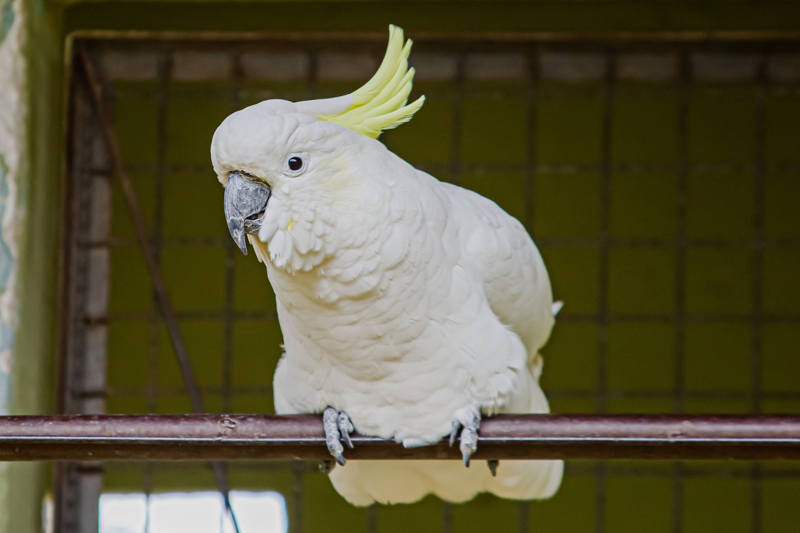 Cacatua Galerita - Tribo das Aves