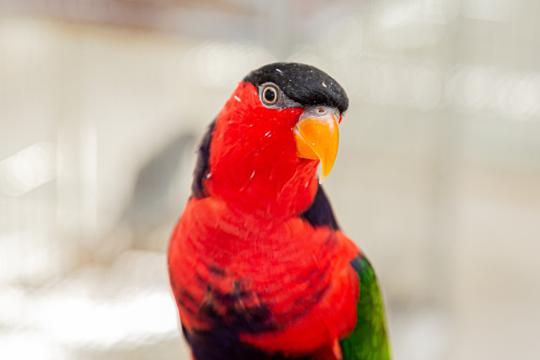 Lóris - Tribo das Aves