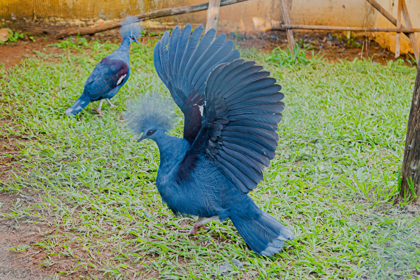 Pombas - Tribo das Aves