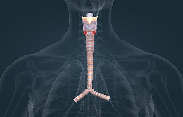 Entenda a importância da colocação de prótese de traqueia - Blog