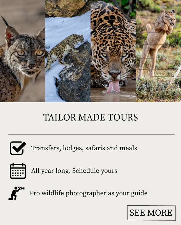 TAILOR MADE TOURS - Henrique Olsen - Photography & Tours