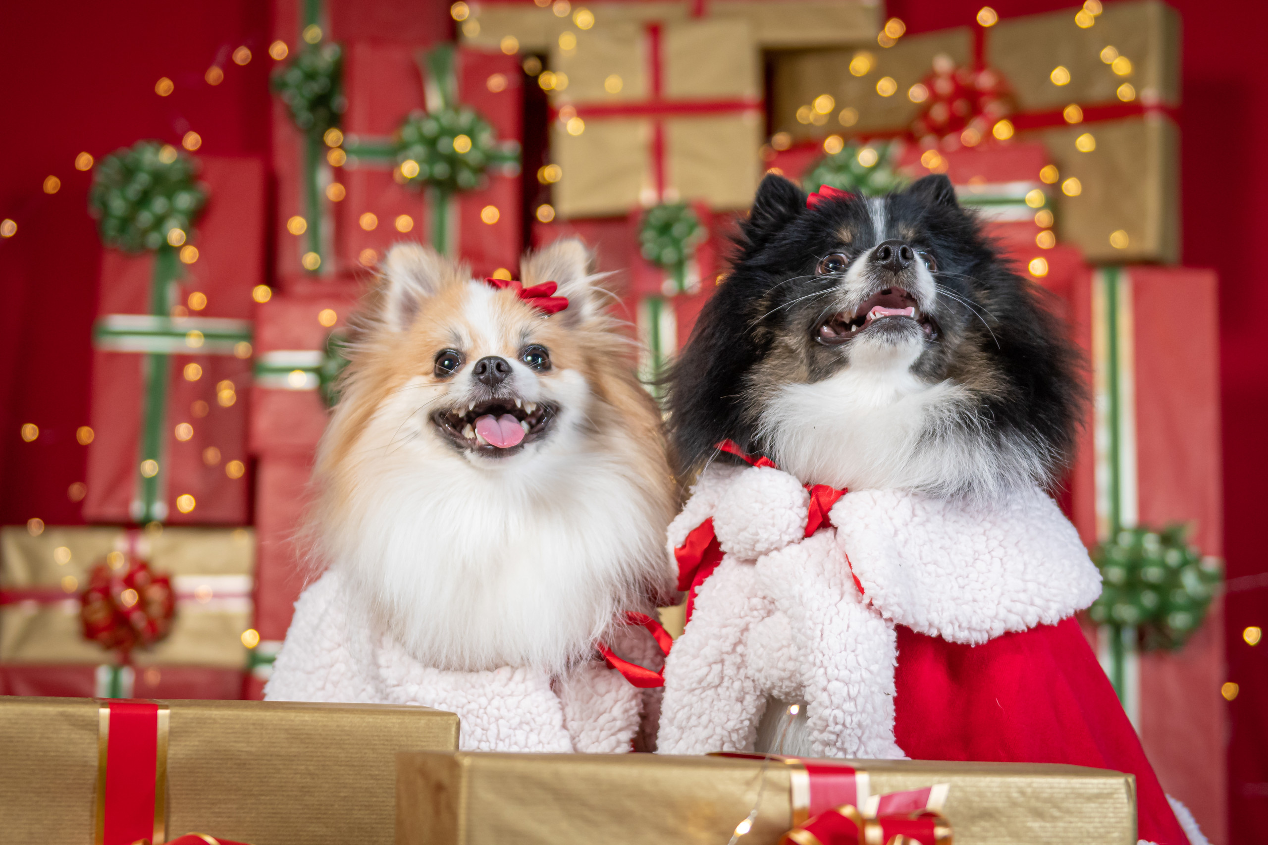 Ensaio de Natal Pet - Two Clicks Fotografia Pet - Especializados em ...