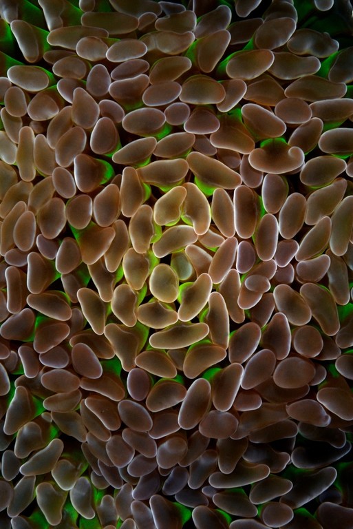 Células Pulsantes - Denise Greco - Modernistas e Paralela